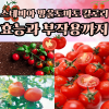 스테비아 방울토마토 칼로리 효능과 부작용까지 네이버 블로그